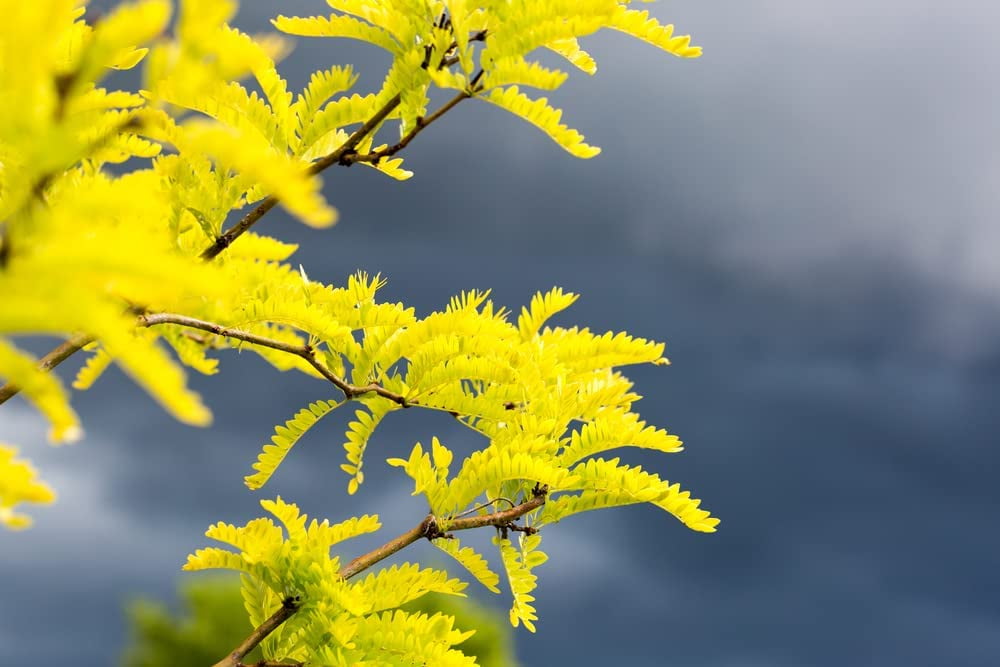 Thornless Honey Locust Tree Seeds (20 Pack) - Gleditsia triacanthos ...