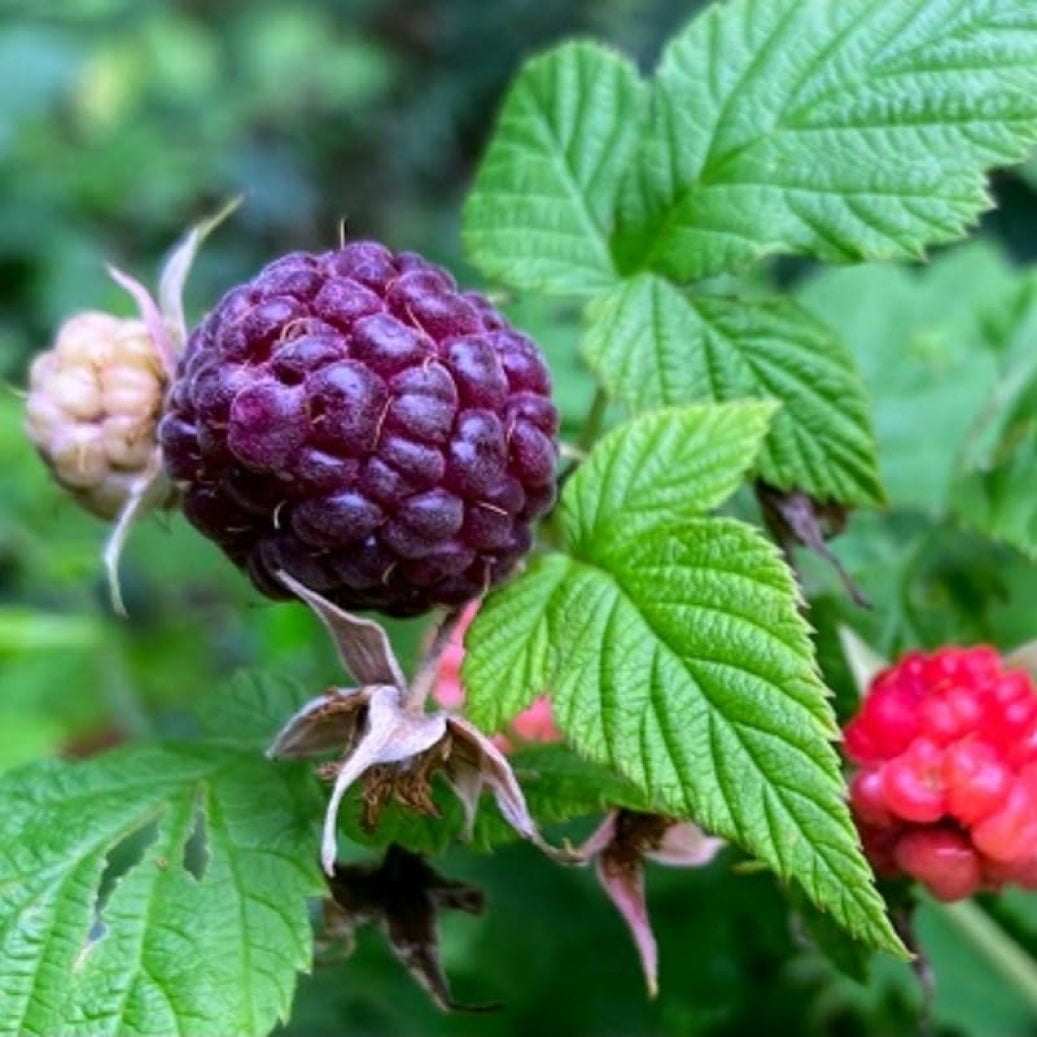 Thornless Raspberry Plant Live 6 to 12 Inch Tall, Sweet Raspberry Bush ...