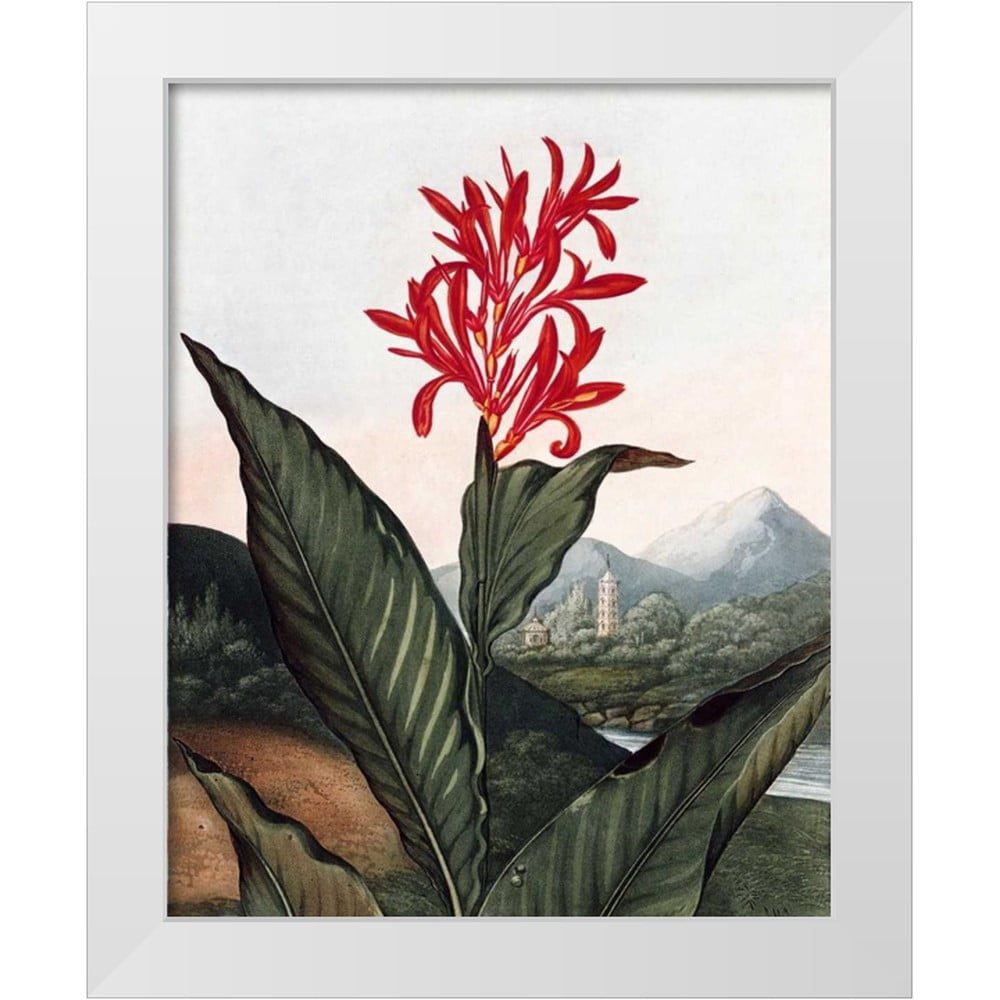 Thornton, Dr R 12x14 White Modern Wood Framed Museum Art Print Titled ...