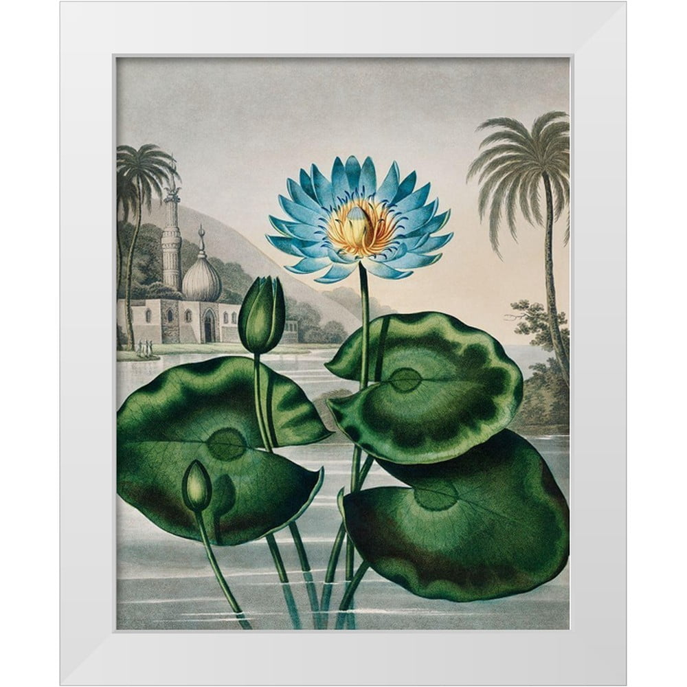 Thornton, Robert John 12x14 White Modern Wood Framed Museum Art Print ...