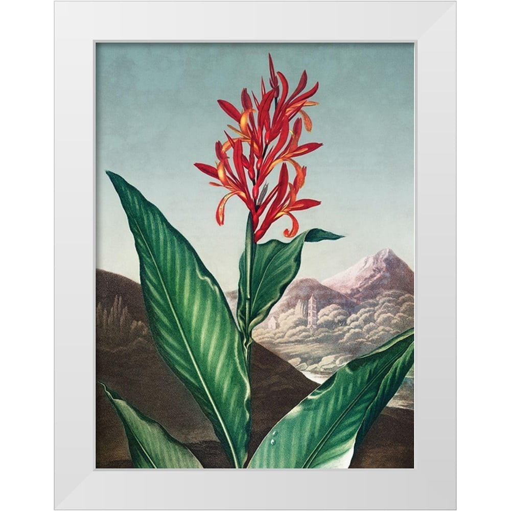 Thornton, Robert John 14x18 White Modern Wood Framed Museum Art Print ...