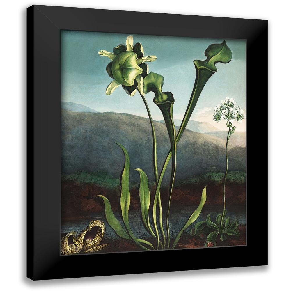Thornton, Robert John 15x18 Black Modern Framed Museum Art Print Titled ...