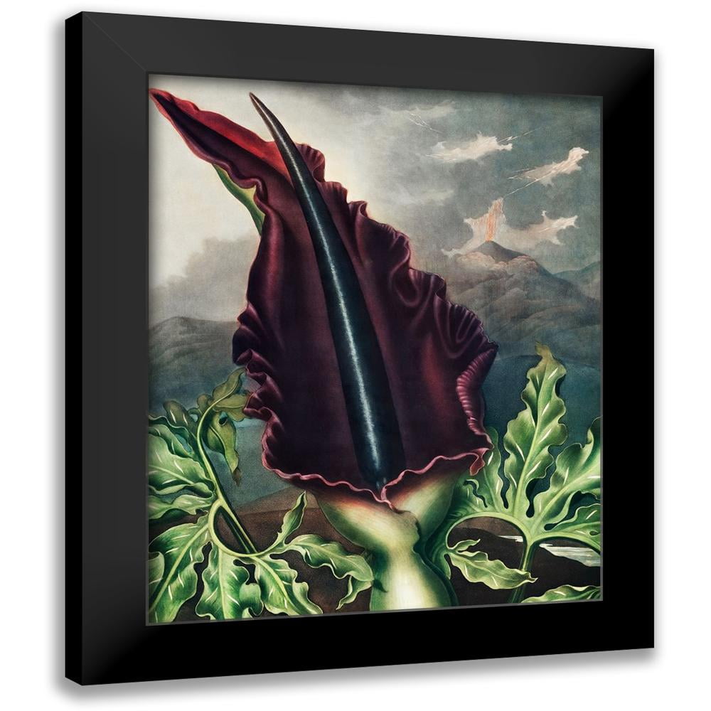 Thornton, Robert John 15x18 Black Modern Framed Museum Art Print Titled ...