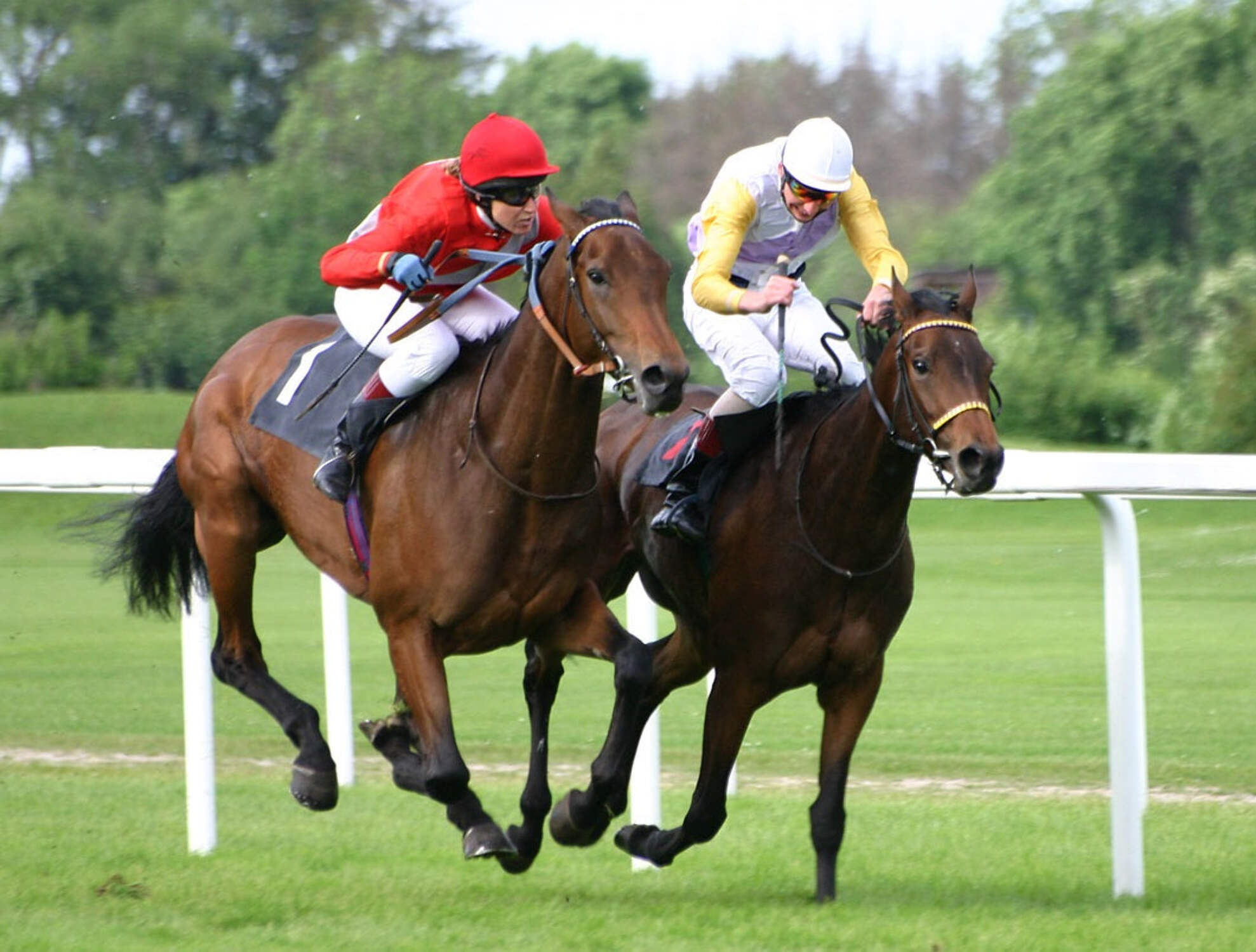 Thoroughbred Horses Riders GLOSSY POSTER PICTURE PHOTO PRINT BANNER ...