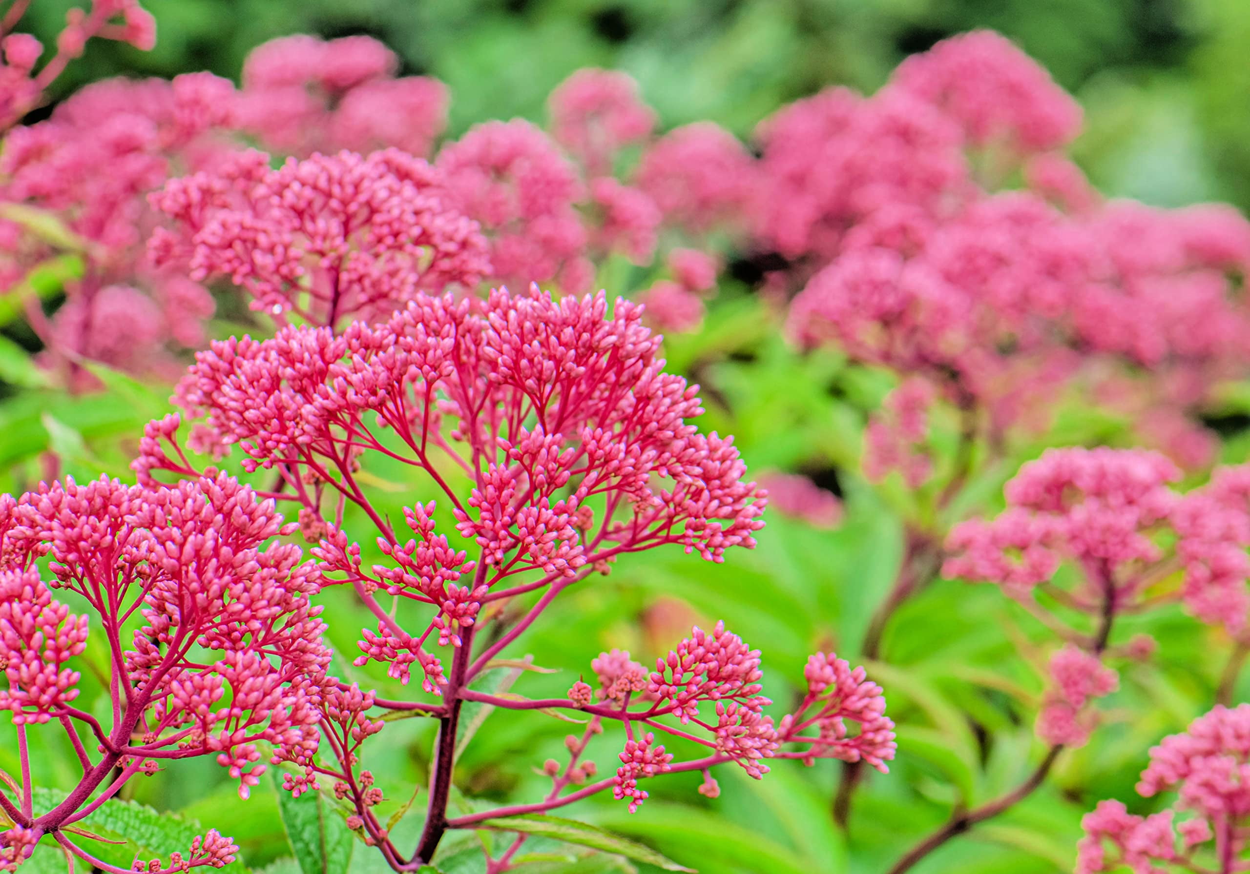 Thoroughwort Herb Seeds for Planting - Eupatorium perfoliatum ...