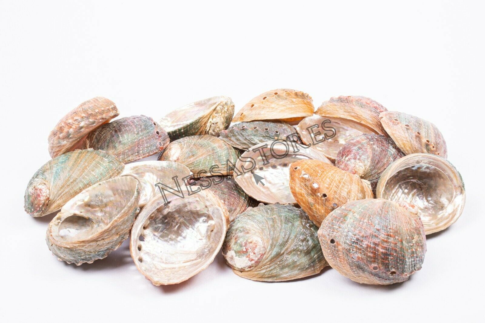 Threaded Abalone Sea Shell One Side Polished Beach Craft 4" - 5" (20 ...