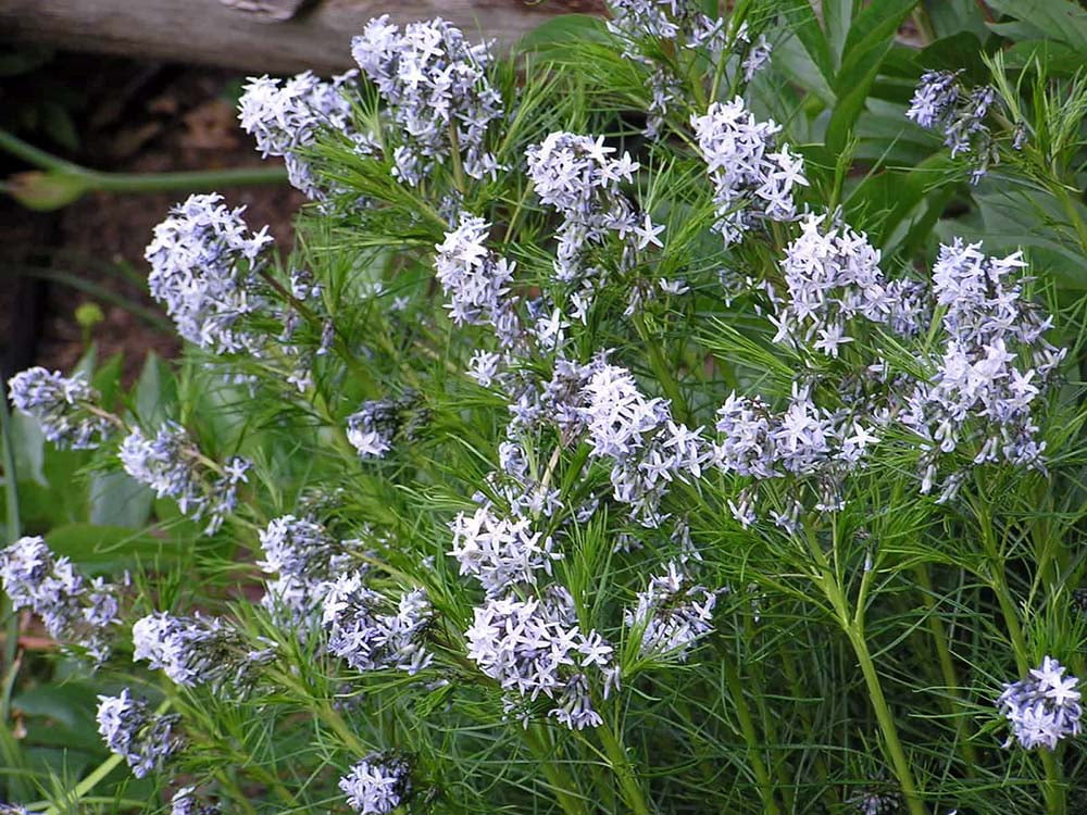 Threadleaf Blue Star Amsonia hubrichtii Perennial Plant - Quart Pot ...