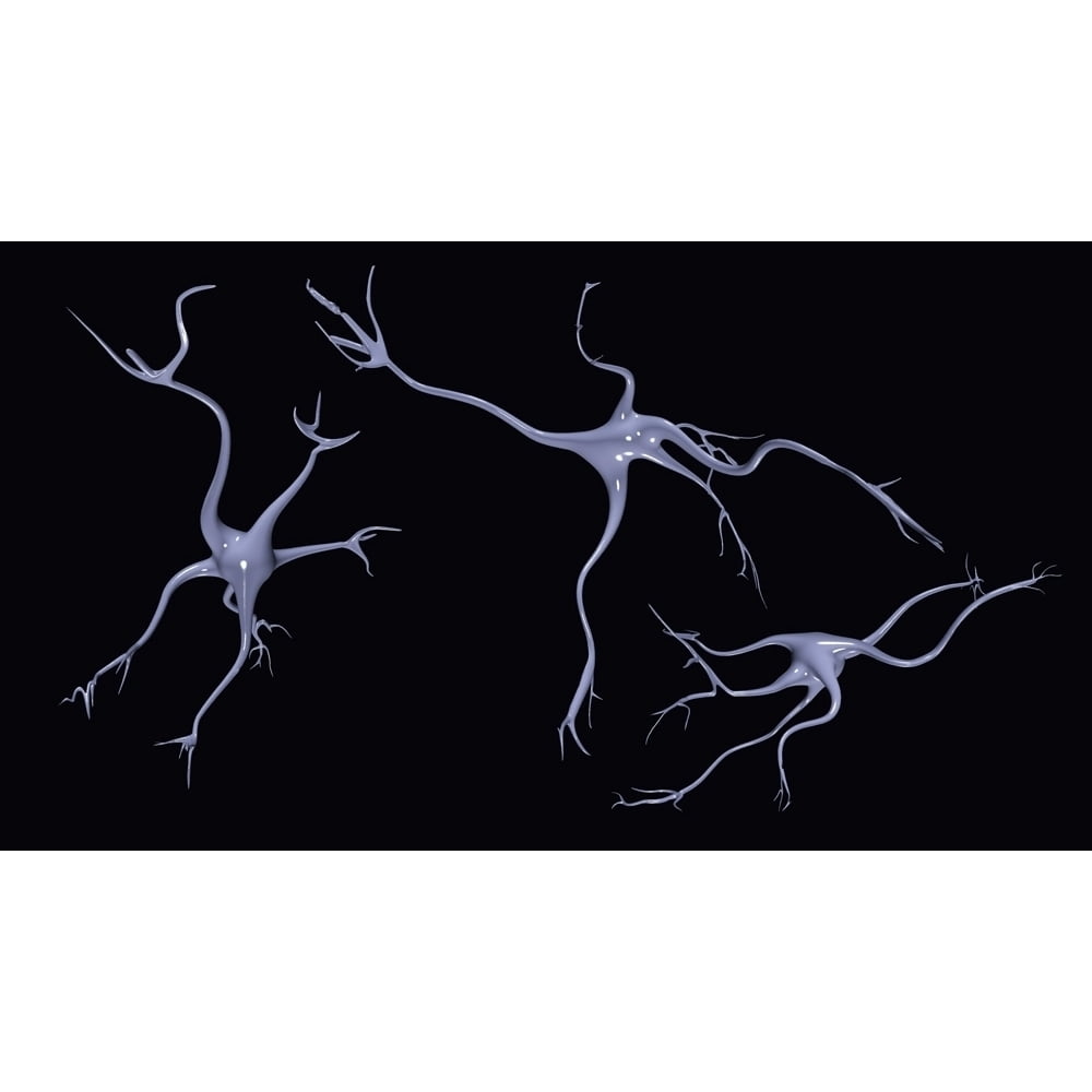 Three Brain Nerve Cells Poster Print by Bruce Rolff/Stocktrek Images - Walmart.com