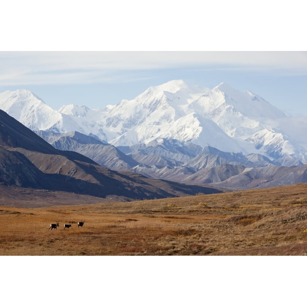 Three Caribou Run Thru The Tundra With Mt. Mckinley Looming In The ...