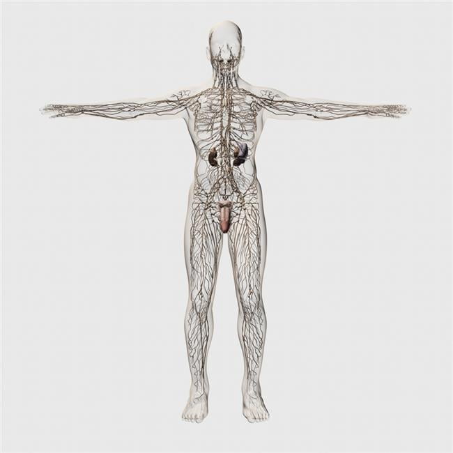 Three Dimensional Medical Illustration of Male Lymphatic System ...