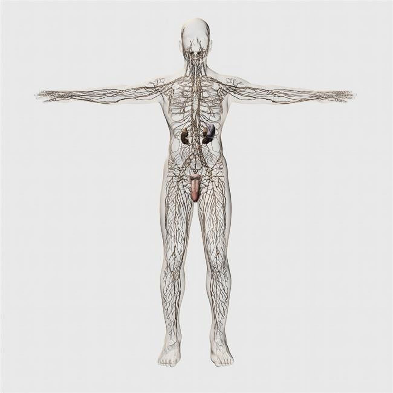 Three Dimensional Medical Illustration of Male Lymphatic System ...