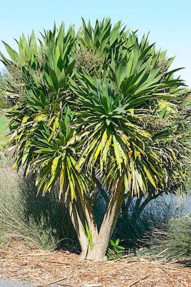 Three Kings Cabbage Tree Seeds for Planting (30 Seeds) - Cordyline ...