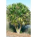 Three Kings Cabbage Tree Seeds for Planting (30 Seeds) - Cordyline ...