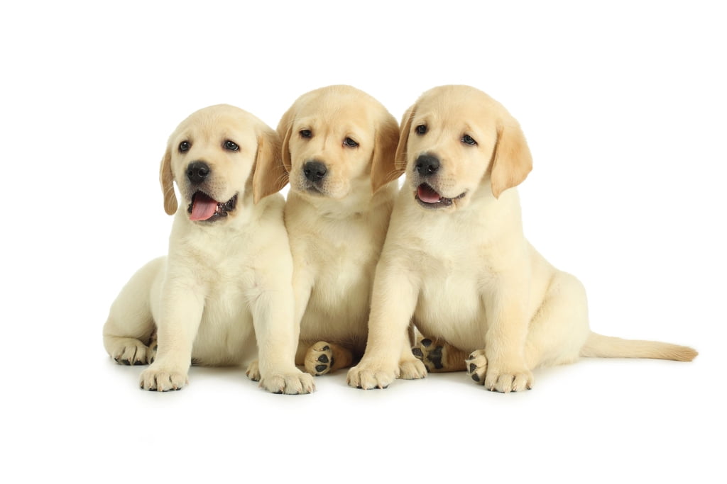 Three Labrador Retriever Puppies Posing Puppy Posters For Wall Funny Dog Wall Art Dog Wall Decor ...