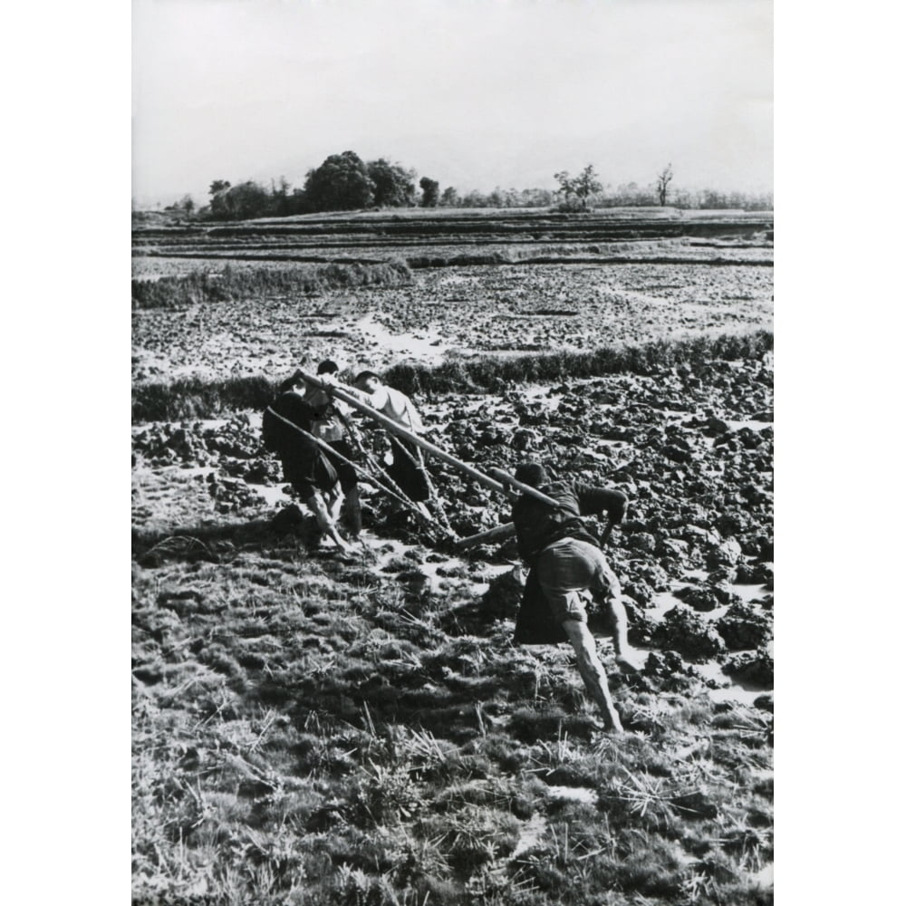 Three Men Of The Same Family Pull A Plow Through A Rice Field In China ...