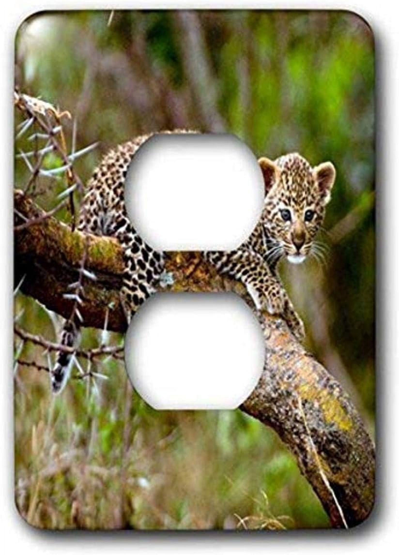 Three Month Old Leopard, Panthera Pardus, Cub, Maasai Mara, Kenya 2 ...