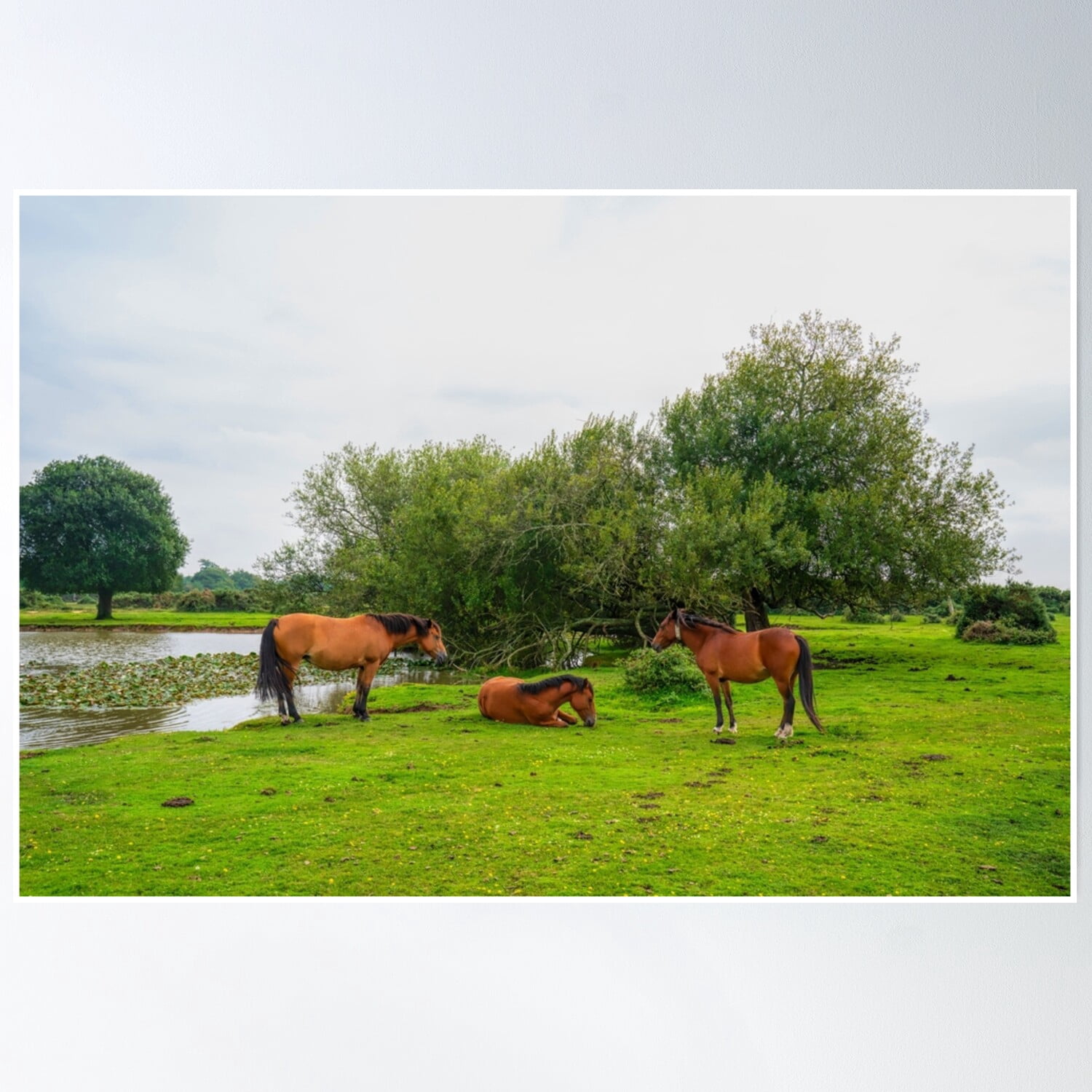 Three New Forest Ponies By Lake New Forest Uk Poster Wall Art, Modern ...