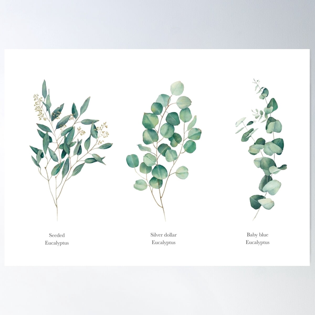 Three Types Of Eucalyptus Poster Wall Art, Modern Wall Decor For Living ...