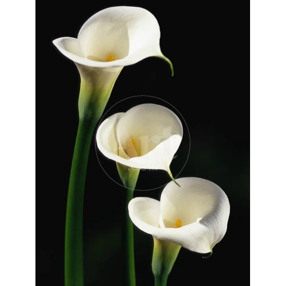 Three White Calla Lilies, Botanical Unframed Premium Photographic Print ...