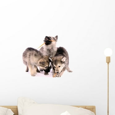 Wolf Dog Puppy with Wall Mural by Wallmonkeys Peel and Stick Graphic ...