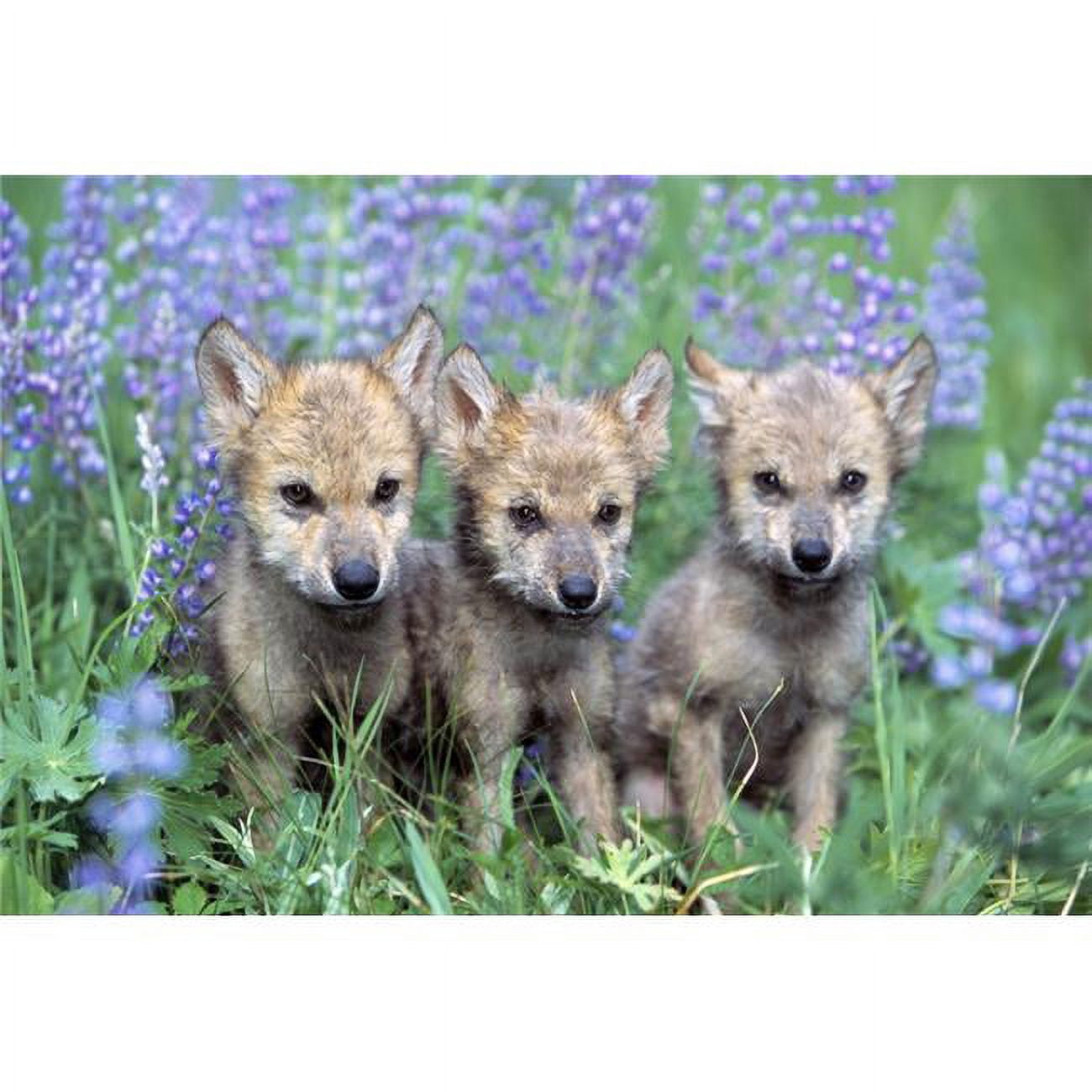 Three Wolf Pups Poster Print - Walmart.com