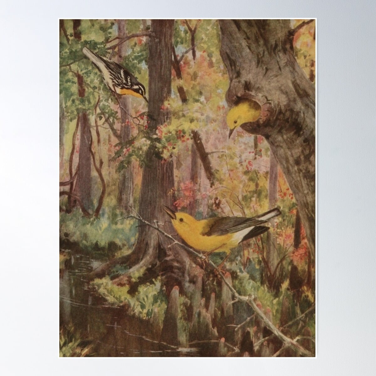 Three Yellow Throated Warblers Poster Wall Art, Modern Wall Decor For ...