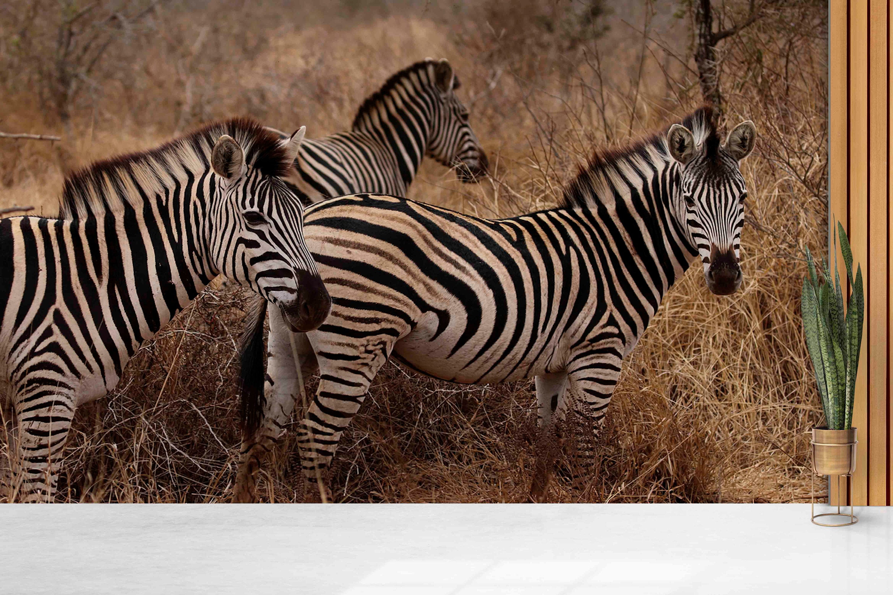 Three Zebra Wall Print, Safari Landscape Wallpaper, 3d Wallpaper, Paper ...
