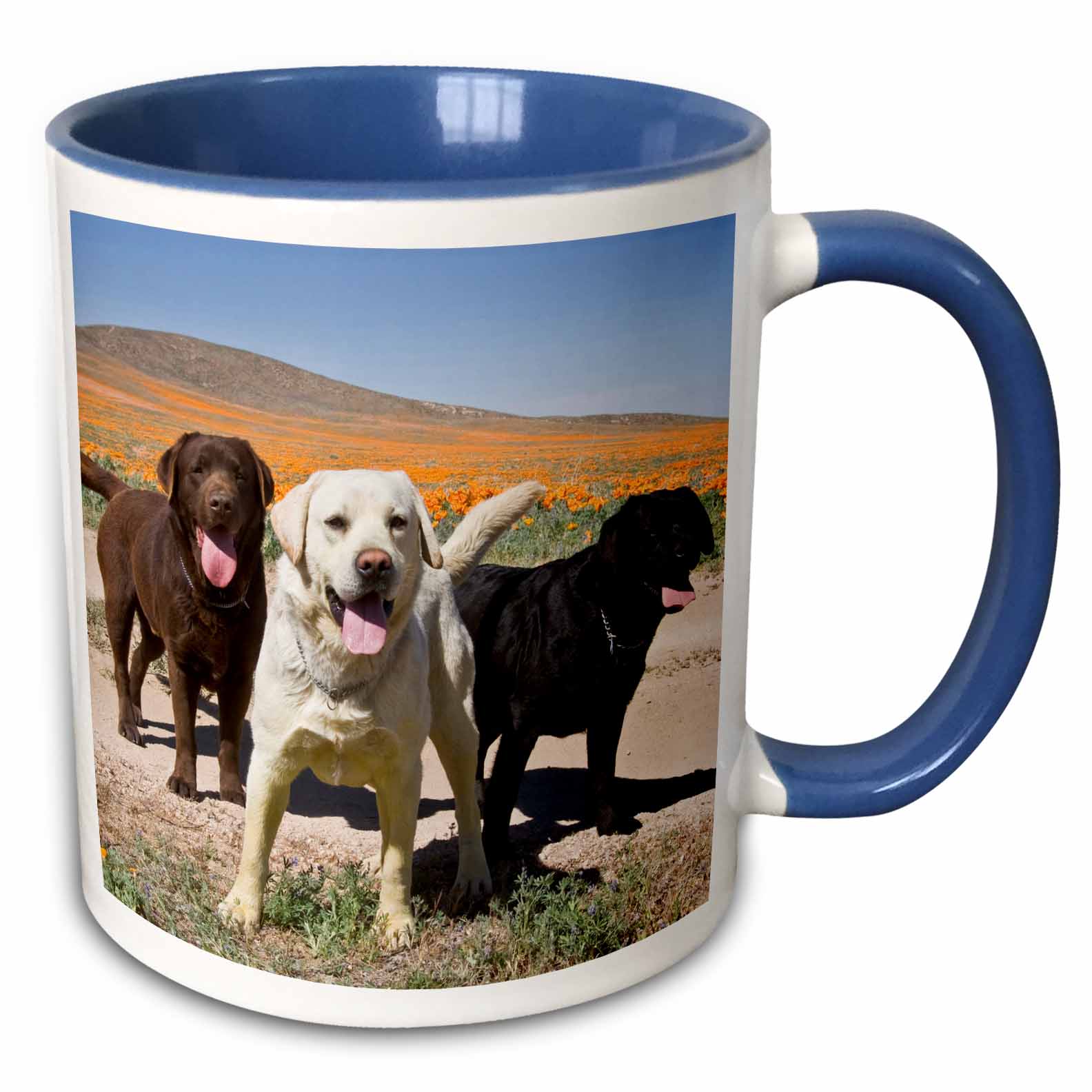 Three colors of Labrador Retriever dogs - US05 ZMU0355 - Zandria Muench ...