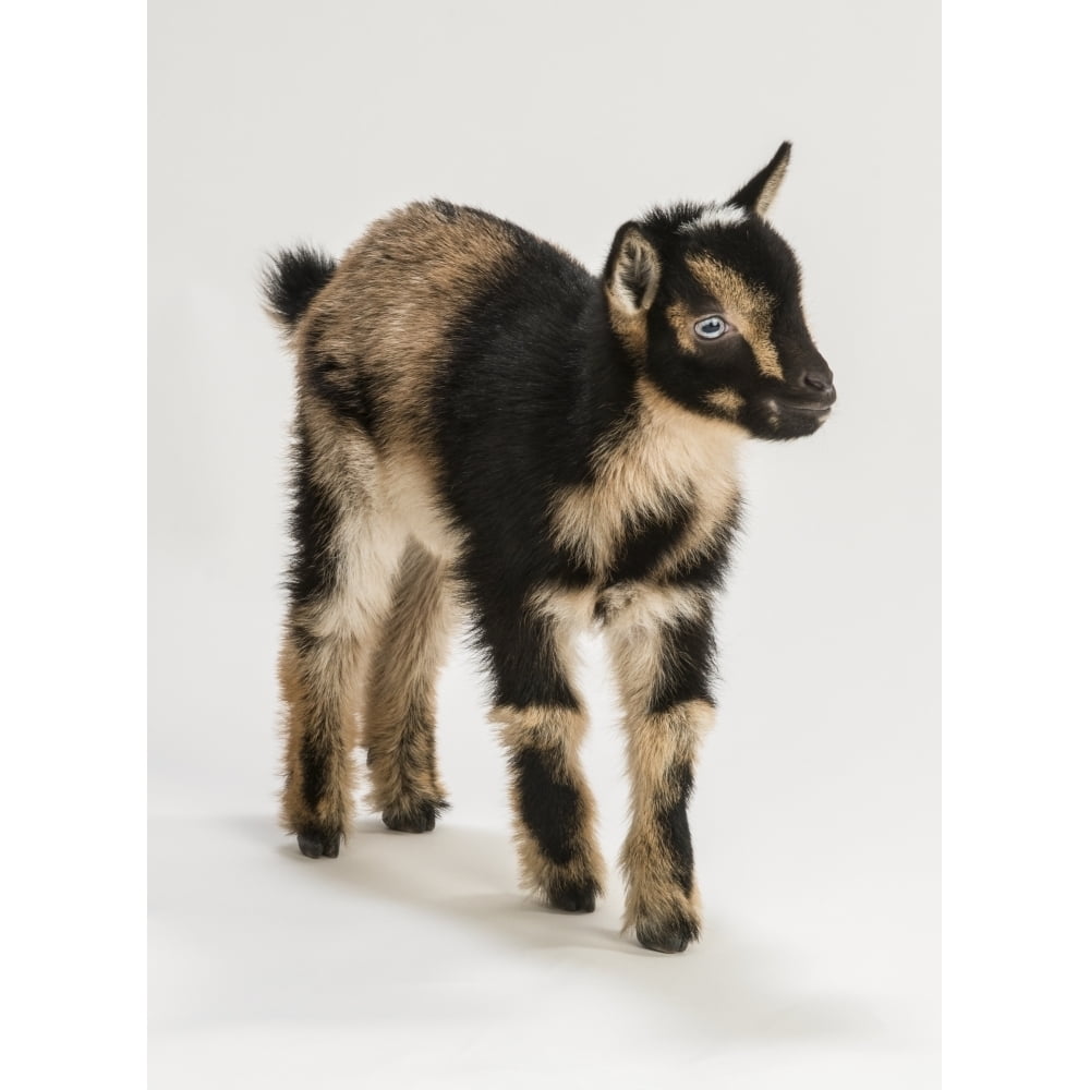 Three week old Nigerian Pygmy Goat on a white background; Lancaster ...