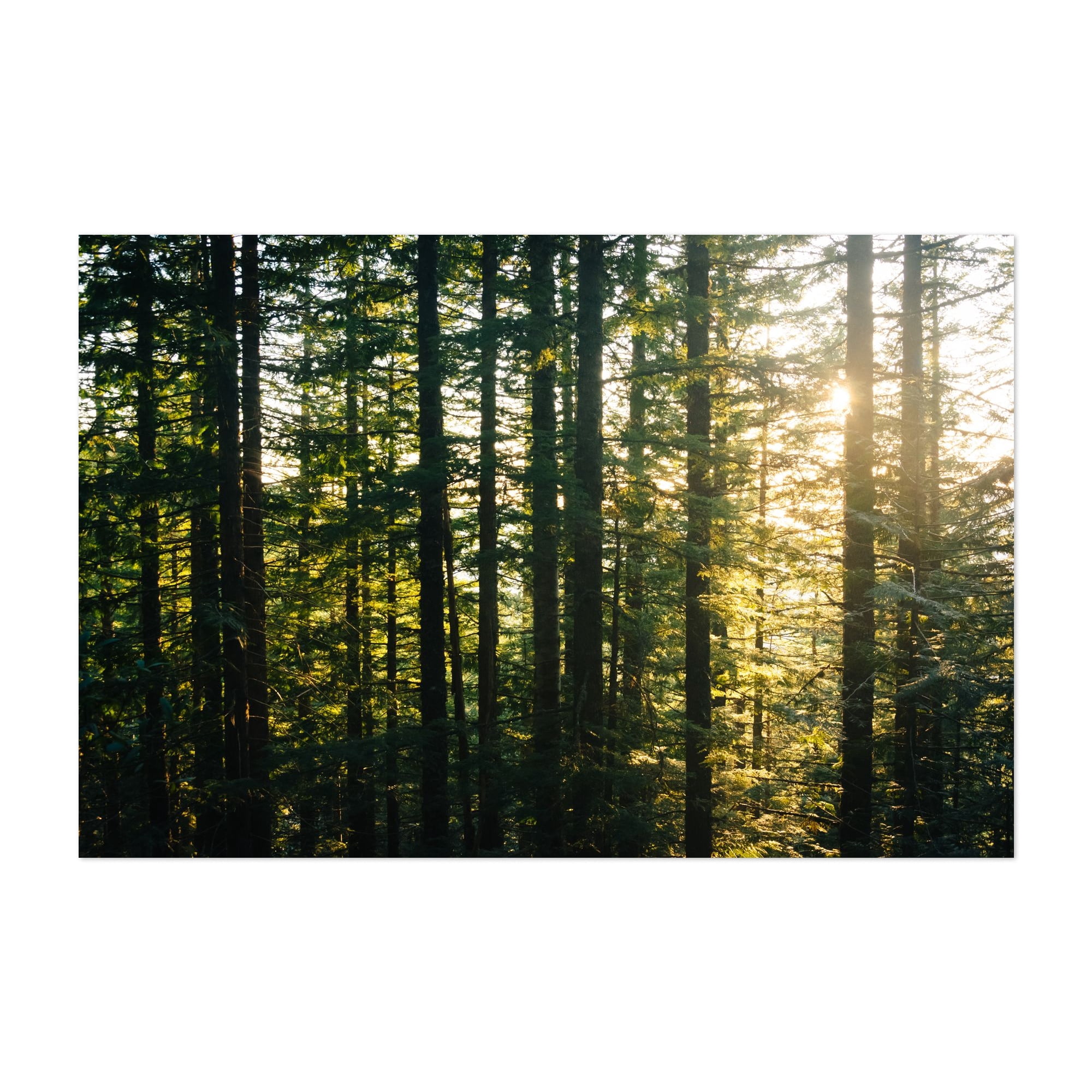 Through the Pines - Oregon Photography Forest Nature Landscape Sunset ...