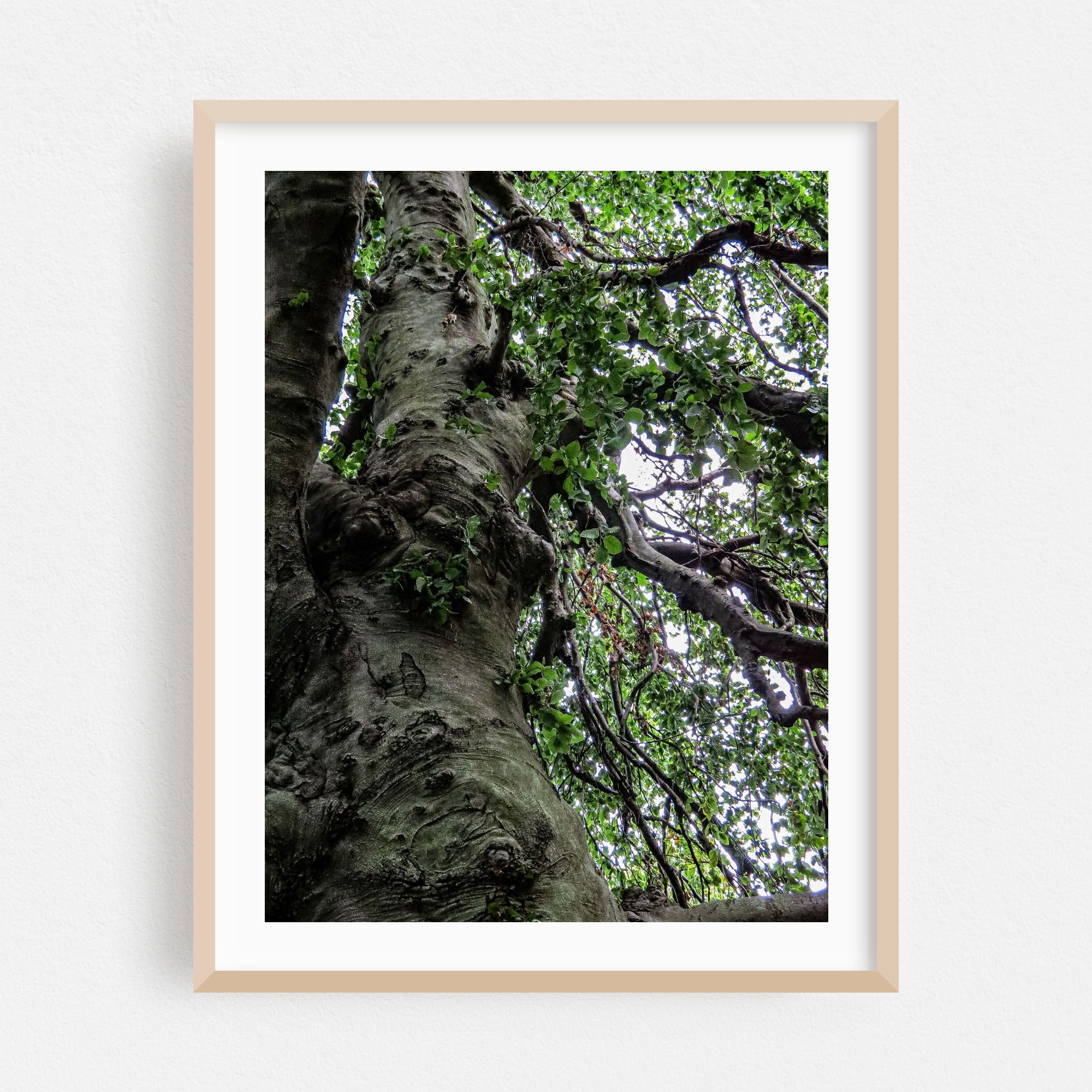 Through the Trees - Brooklyn New York Photography Woodland Nature ...