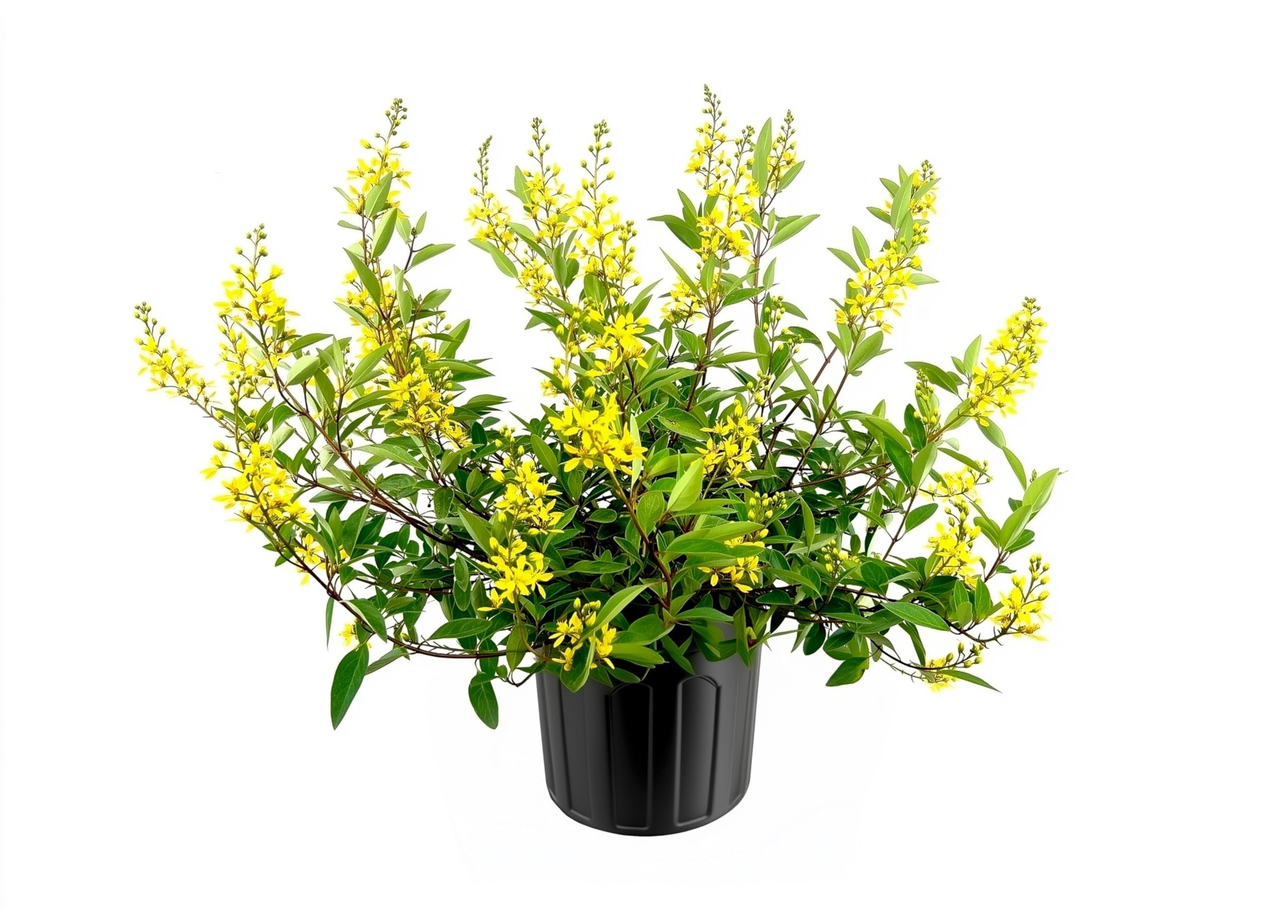 Thryallis 1 Extra Large 3 Gallon Plant Galphimia glauca Tropical Beauty ...