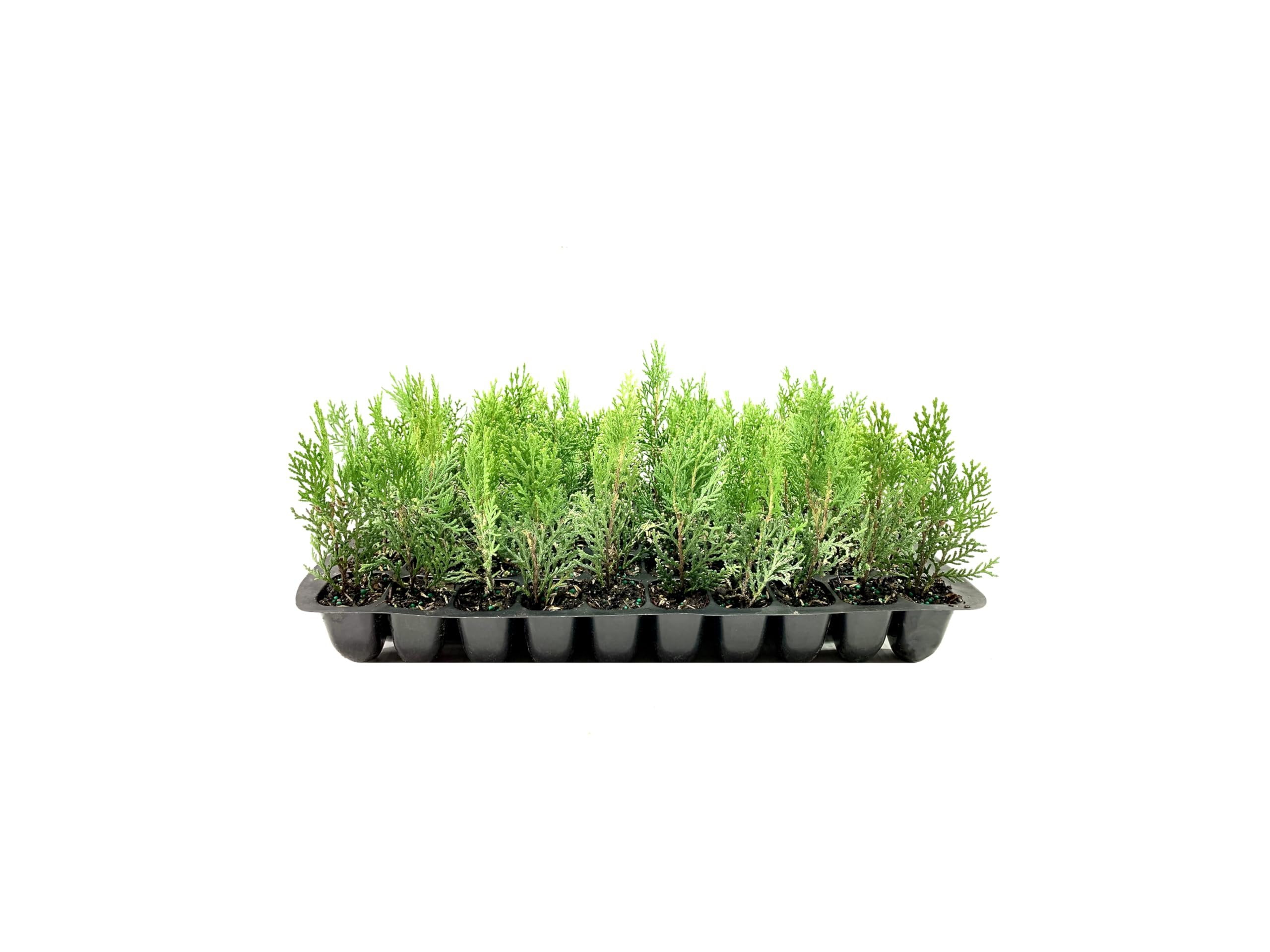 Florida Foliage Thuja Arborvitae Blue Cone Live Trees, Evergreen ...