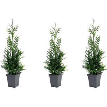 Green Giant Arborvitae 1 Large 3 Gallon Tree Thuja Plicata Live ...