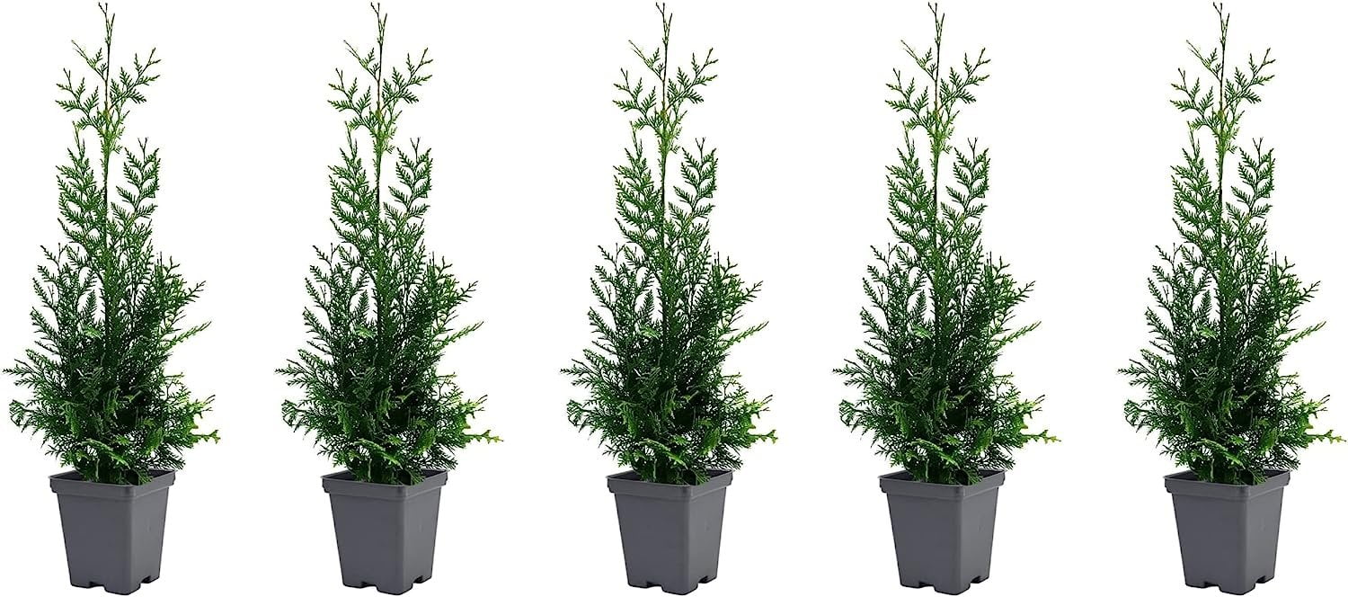Thuja Arborvitae Green Giant - 5 Live Quart Size Plants - Evergreen ...