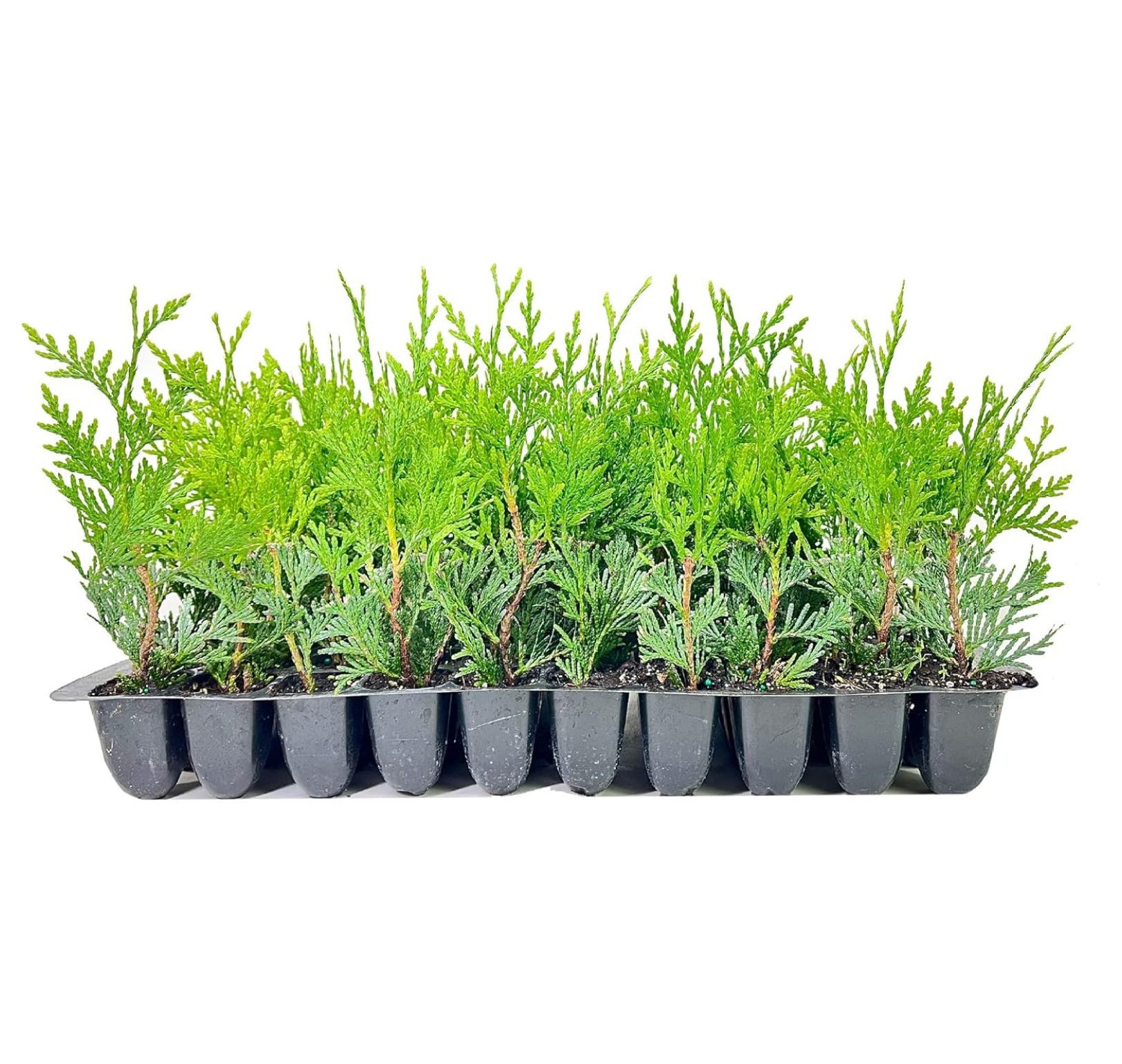 Thuja Arborvitae Green Giant Qty 30 Live Trees Privacy - Walmart.com