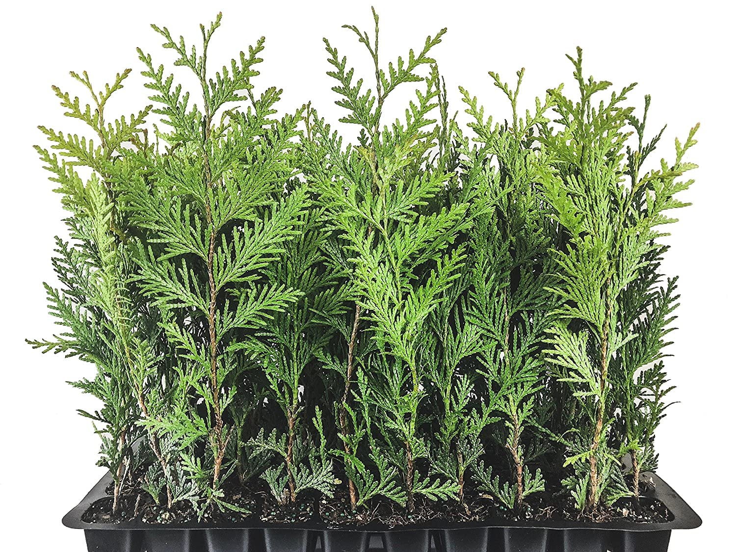 Thuja Arborvitae Green Giant - Pack of 40 Fully Rooted Live Evergreen ...
