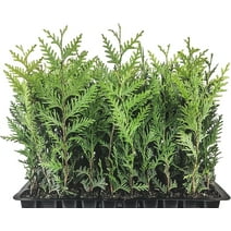 5 Hybrid Poplar Trees - Grow for Privacy, Shade, Landscaping. Fast ...