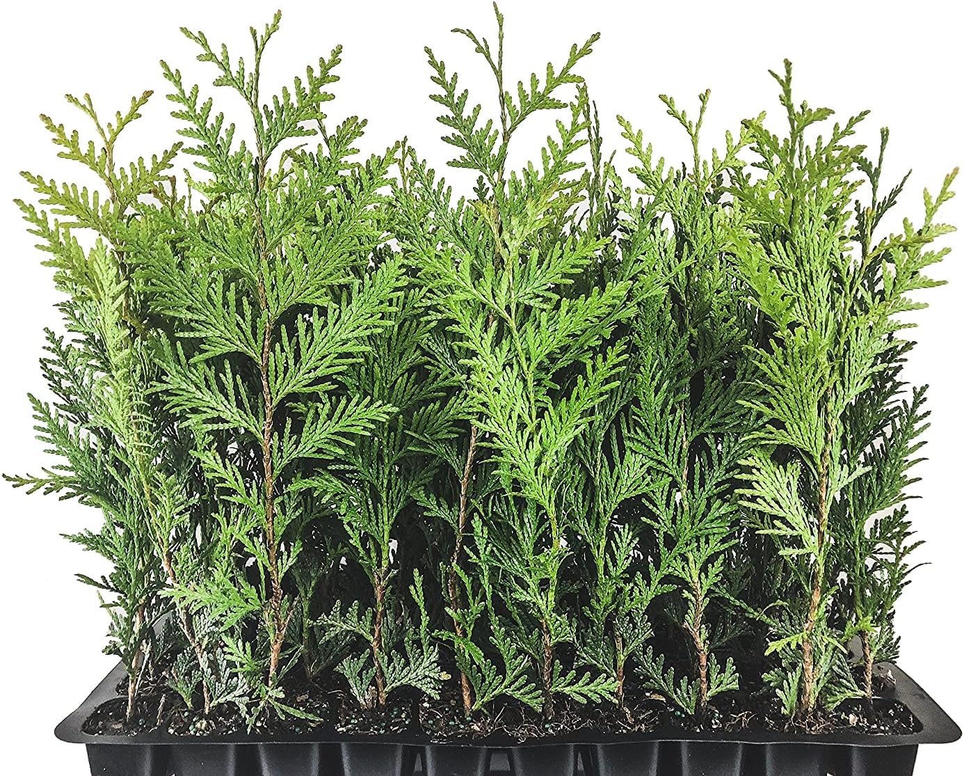 Green Giant Arborvitae (2.5 Quart) Fast Growing Evergreen Thuja Tree ...