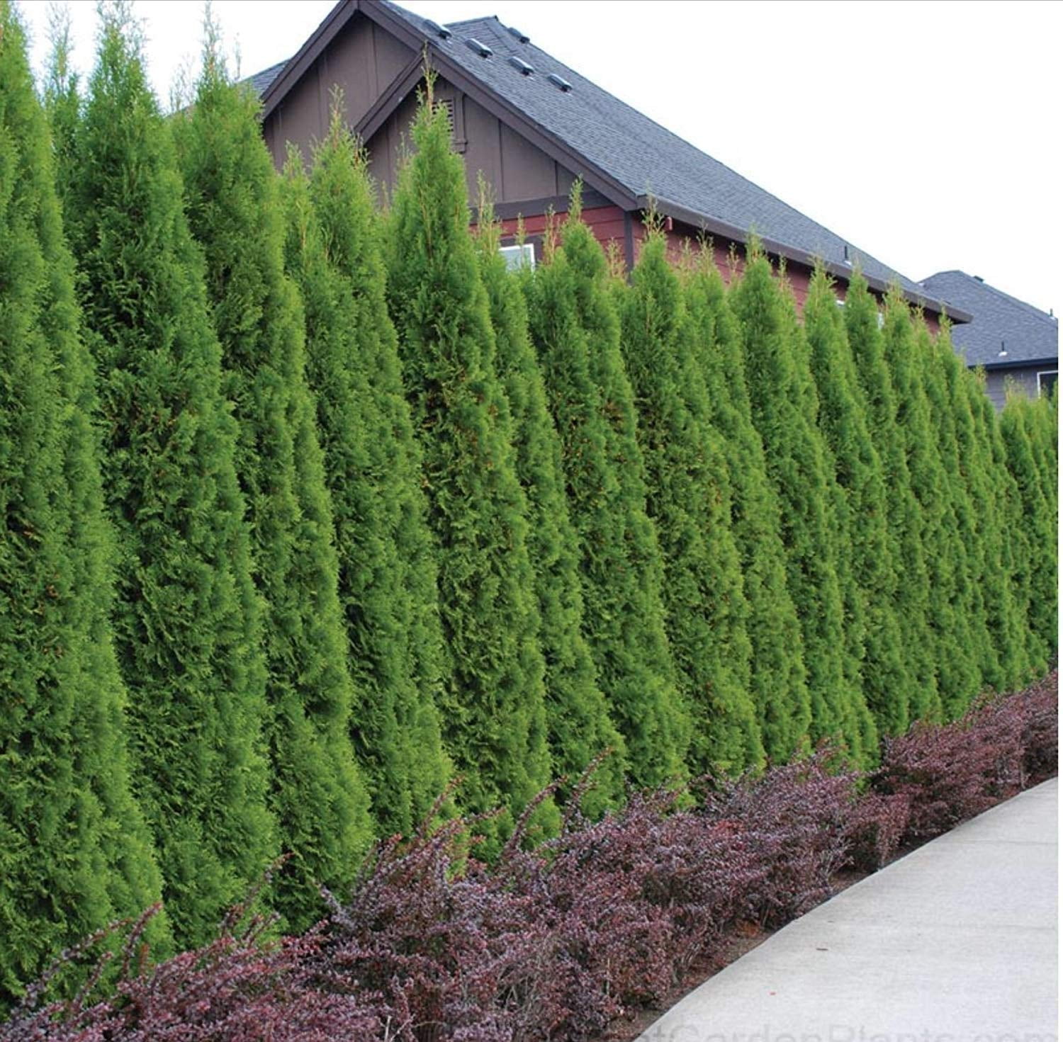 Thuja Emerald Green | 10 Live 4 Inch Plants | Thuja Occidentalis ...
