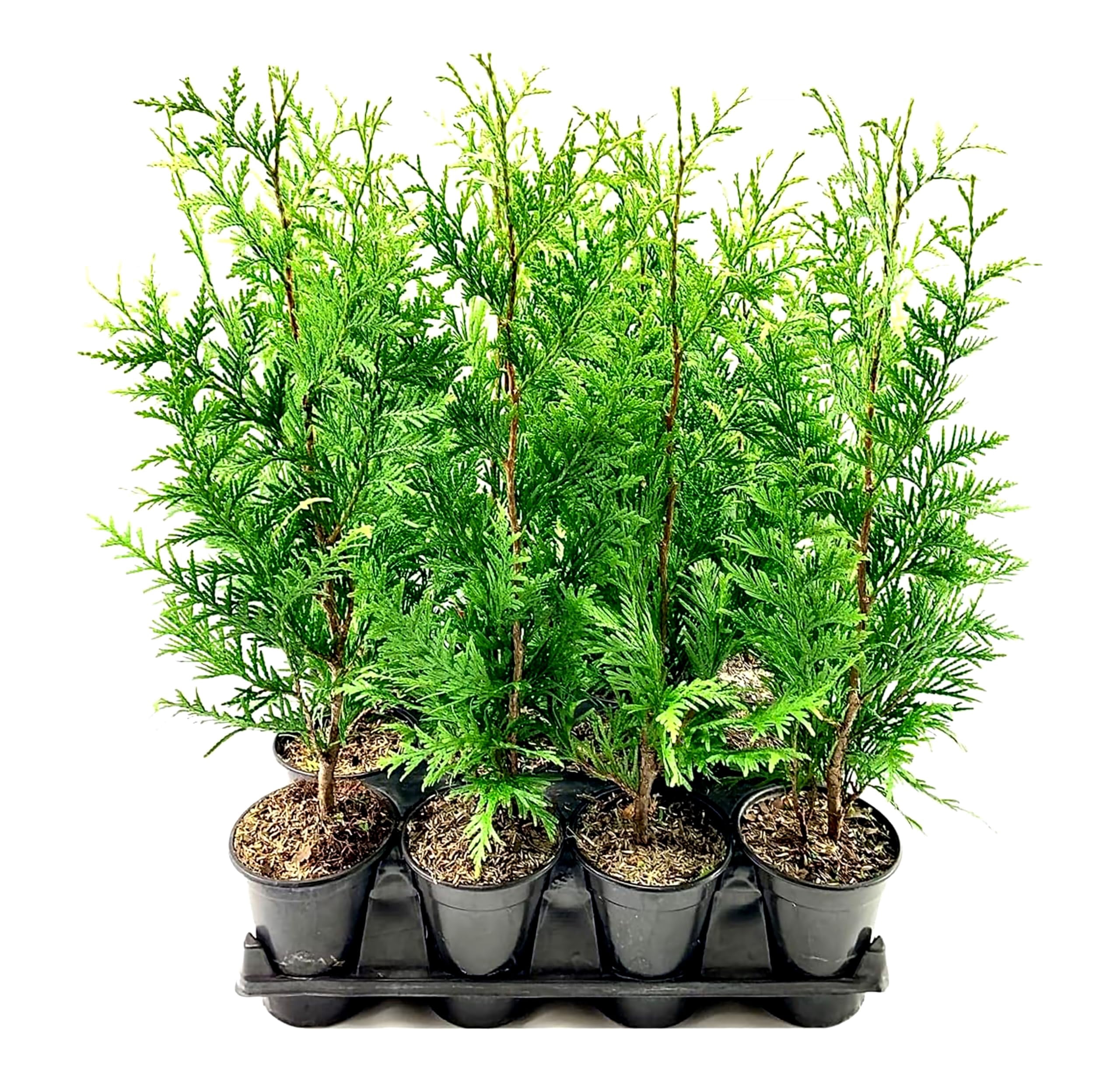 Thuja Green Giant | 10 Live Quart Size Trees | Thuja standishii x ...
