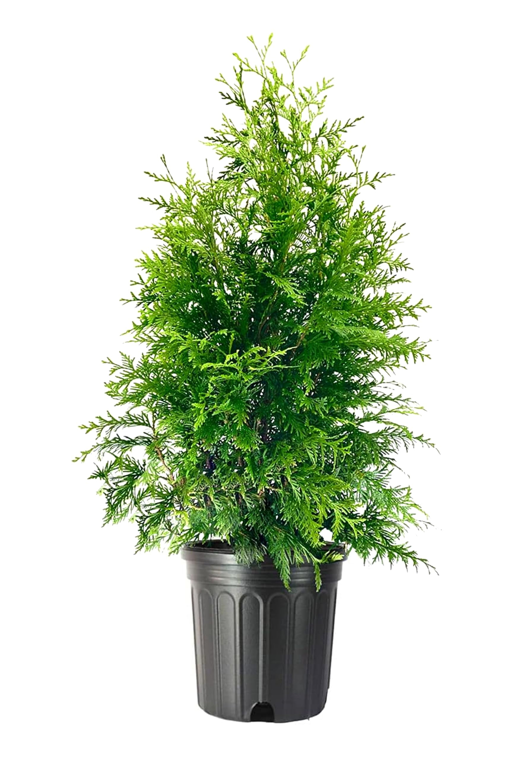 Thuja Green Giant | 3 Extra Large 3 Gallon Trees | Thuja standishii x ...