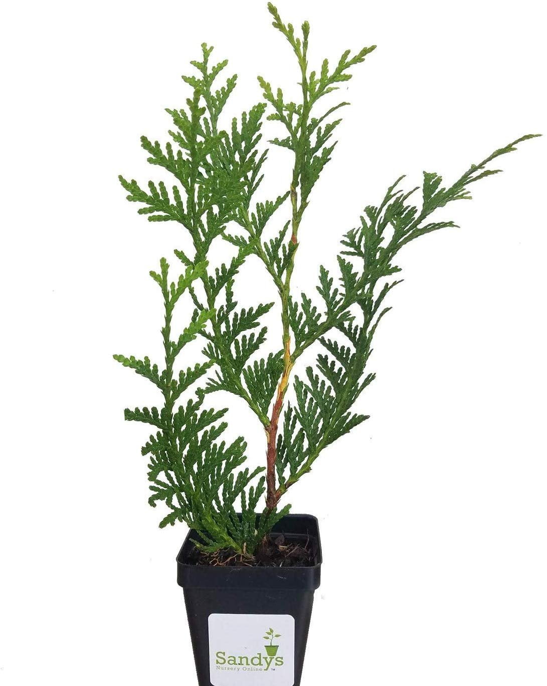 Thuja Green Giant Arborvitae 3 Inch Pot, Lot of 20 - Walmart.com