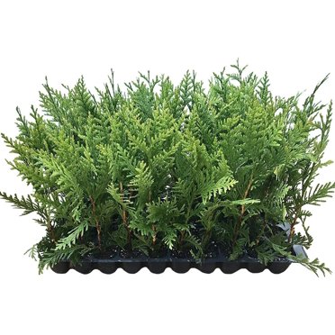 Green Giant Arborvitae 1 Large 3 Gallon Tree Thuja Plicata Live ...