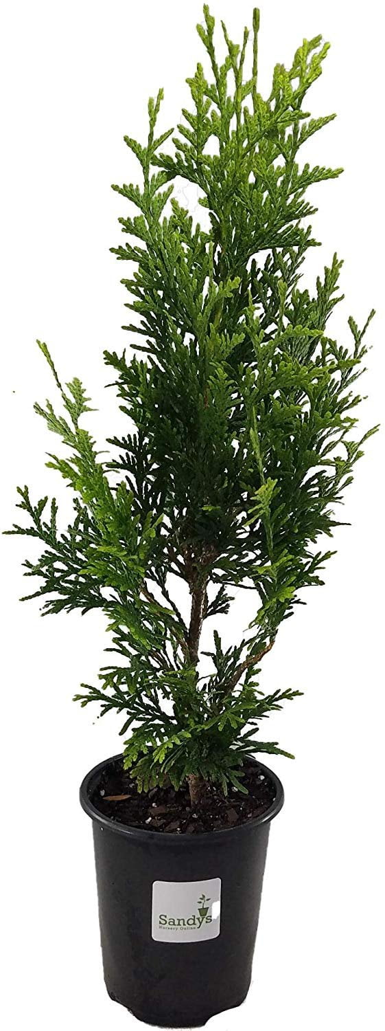 Thuja Green Giant Arborvitae , Quart, Lot of 6 - Walmart.com