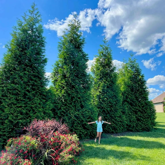 Thuja Green Giant Trees - Walmart.com