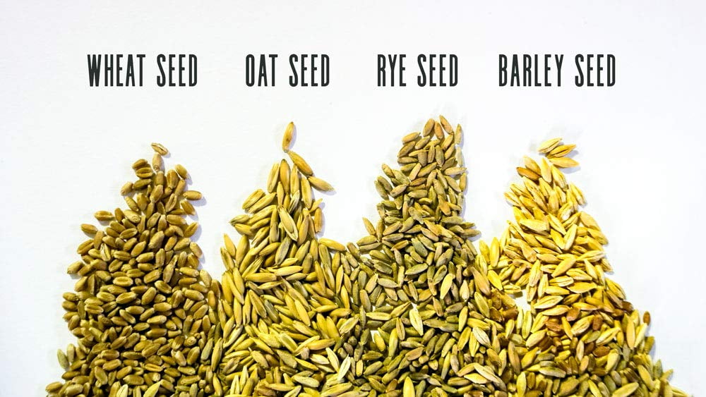 Thunder Acres Pet Safe Cat Grass Blend - Wheat, Barley, Oats, Rye Seed ...