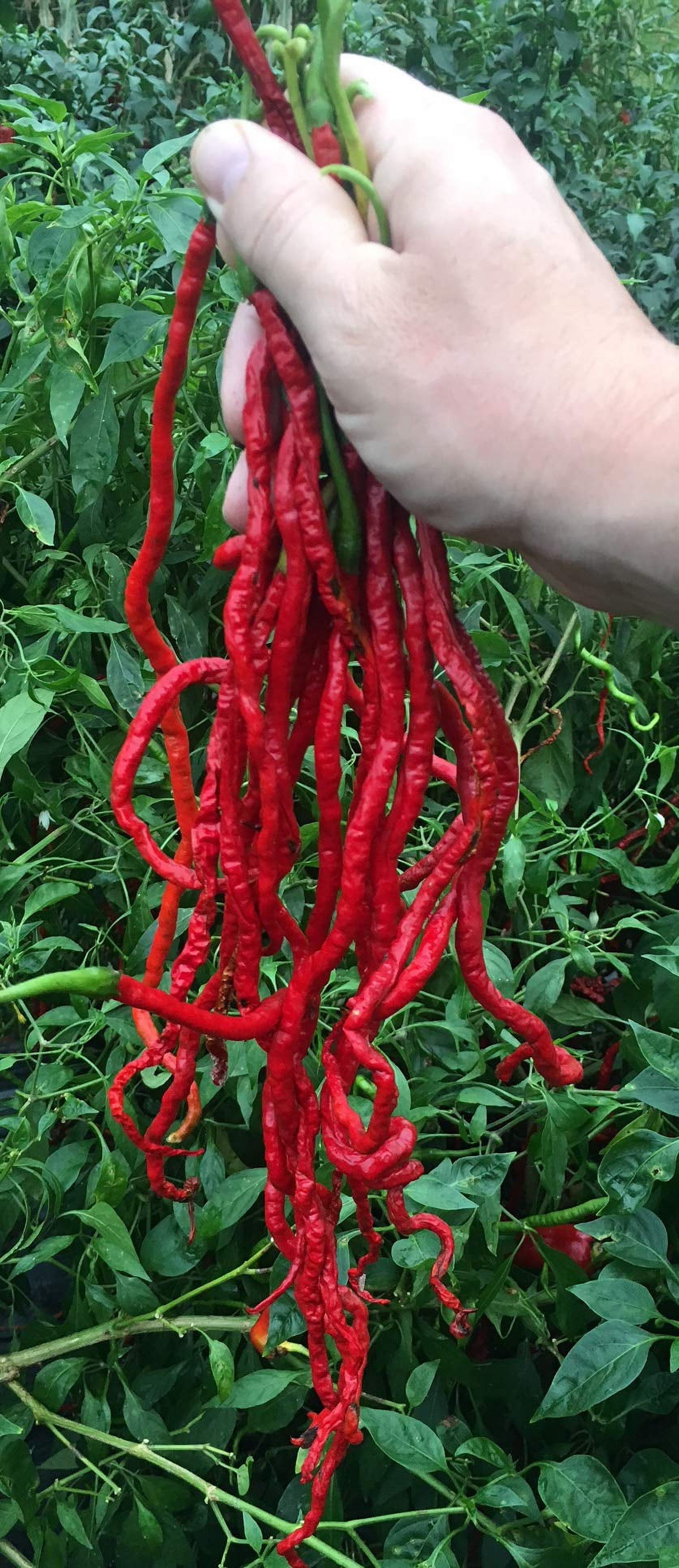 Thunder Mountain Longhorn Cayenne Heirloom Pepper BSL1 Premium Seed ...