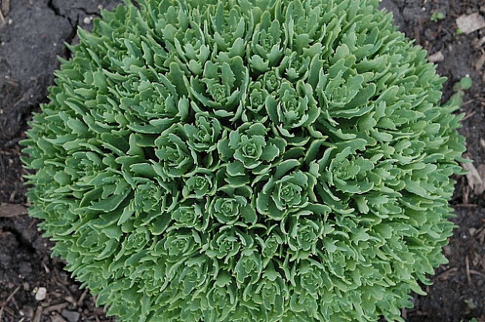 Thundercloud Sedum - Hardy Perennial Groundcover - Quart Pot - Walmart.com