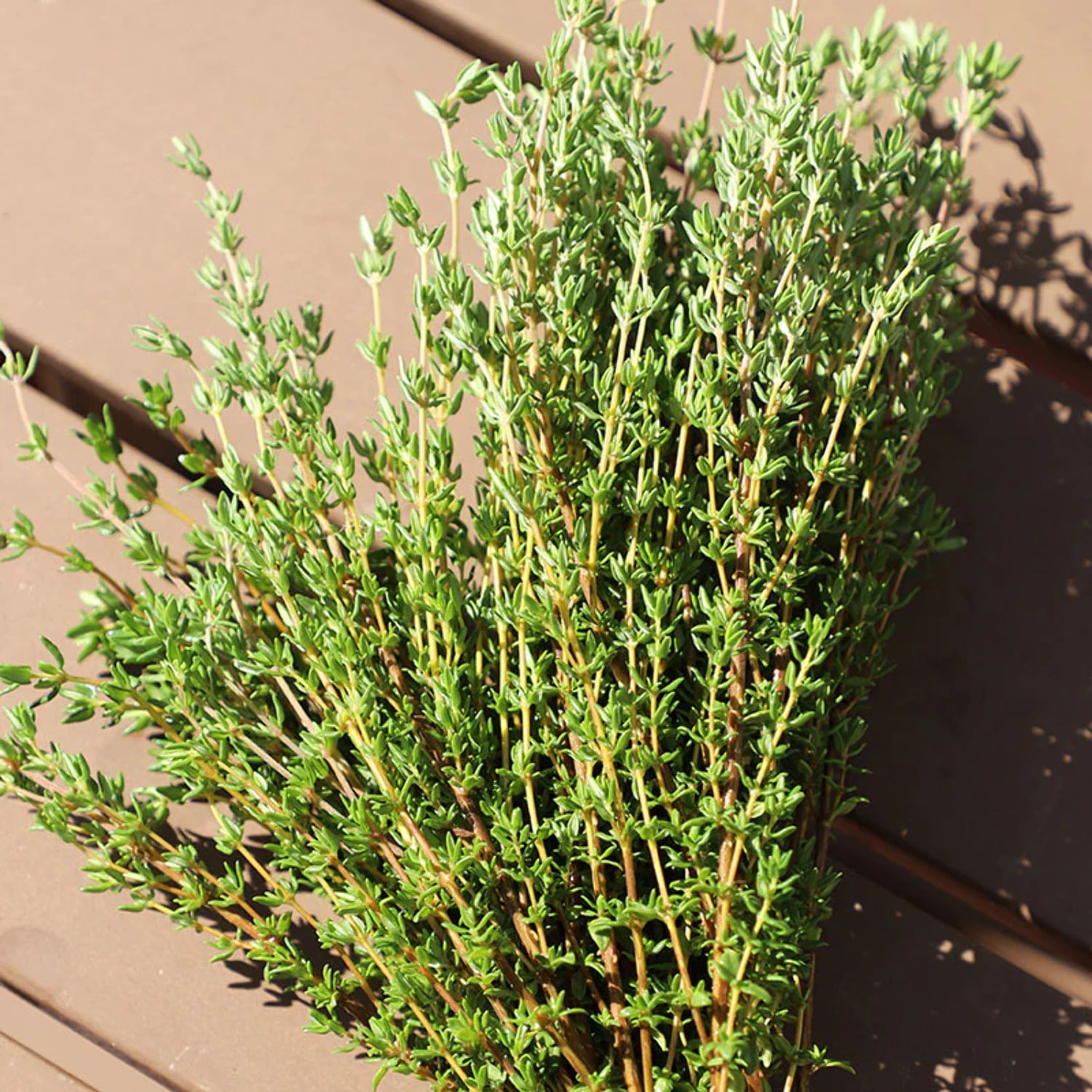 Harris Seeds 1000 Thyme Ayelet Organic Plant Seeds, Non-GMO - Walmart.com